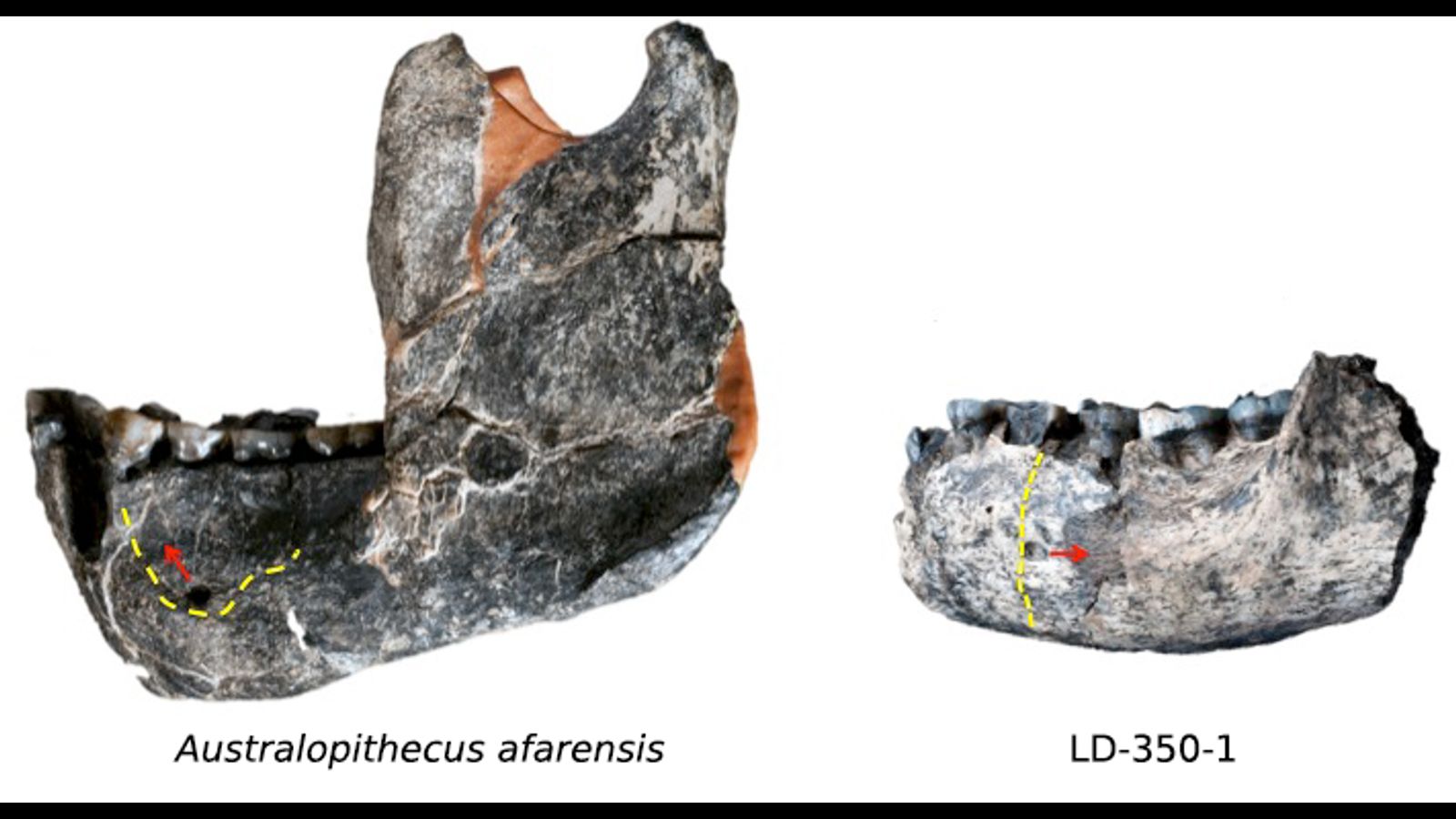 Australopithecus Garhi Tools