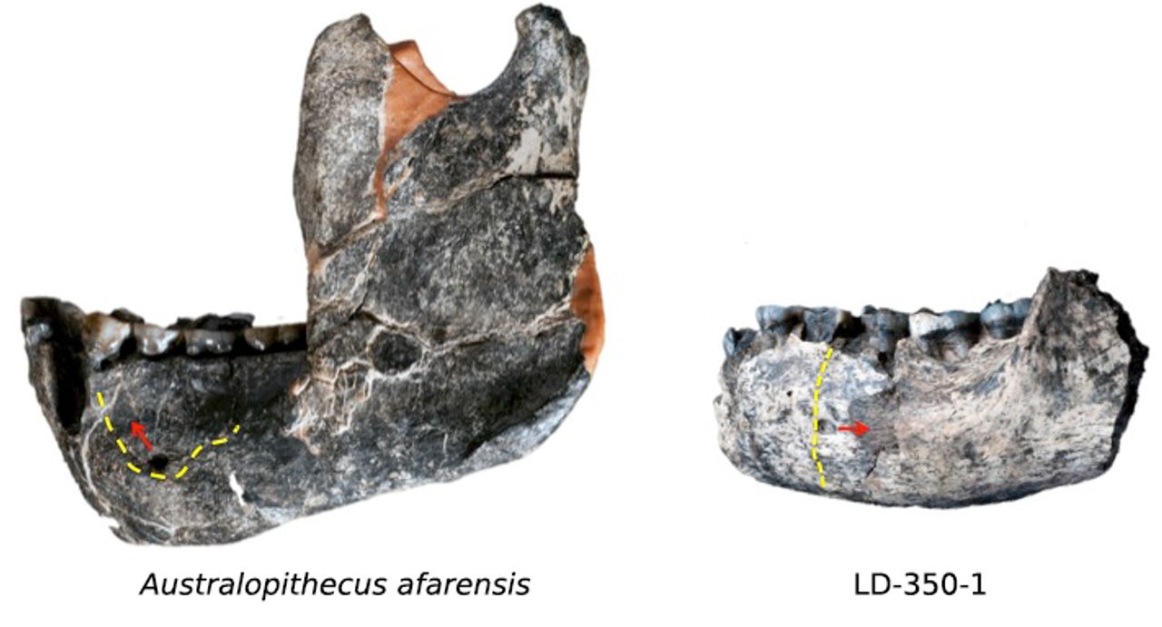 Oldest Homo fossil from Ethiopia links human genus to Australopithecus ...