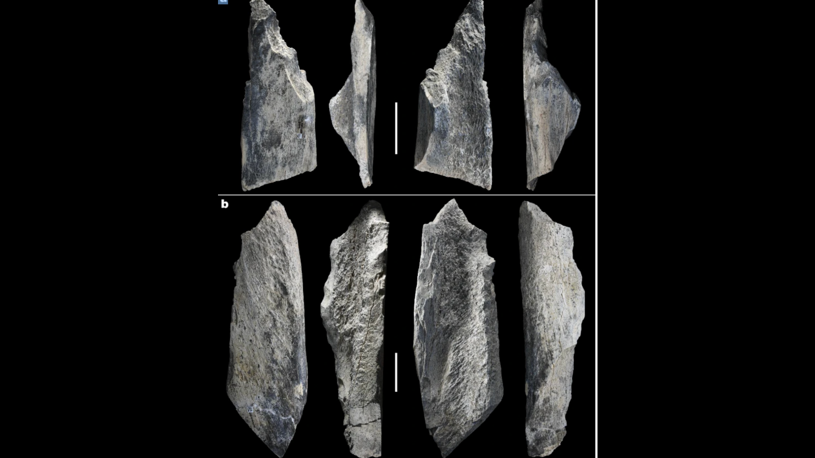New discovery of ancient bone tools from East Africa reveals greater ...